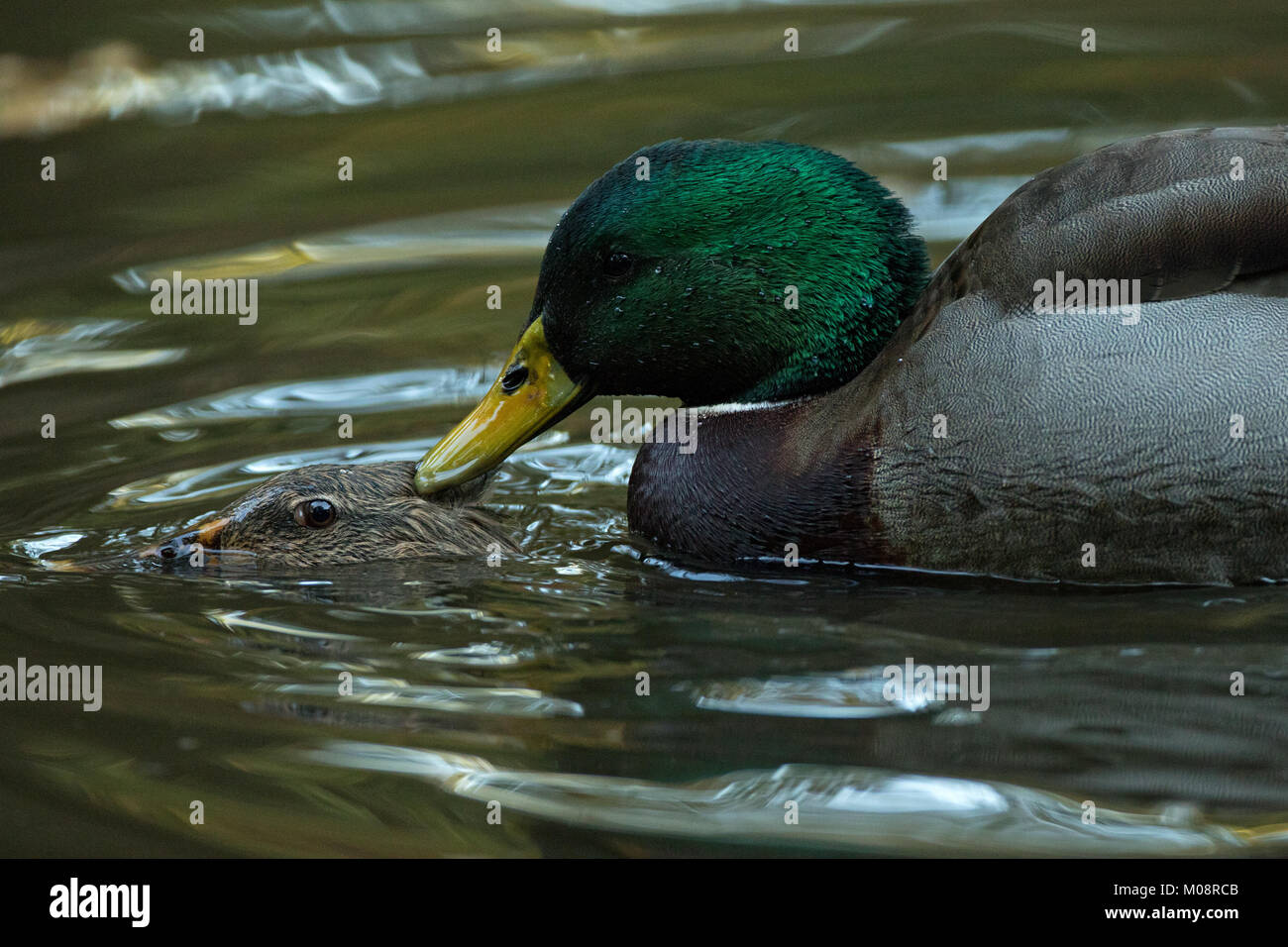 Mallard and Turtle Stock Photo - Alamy