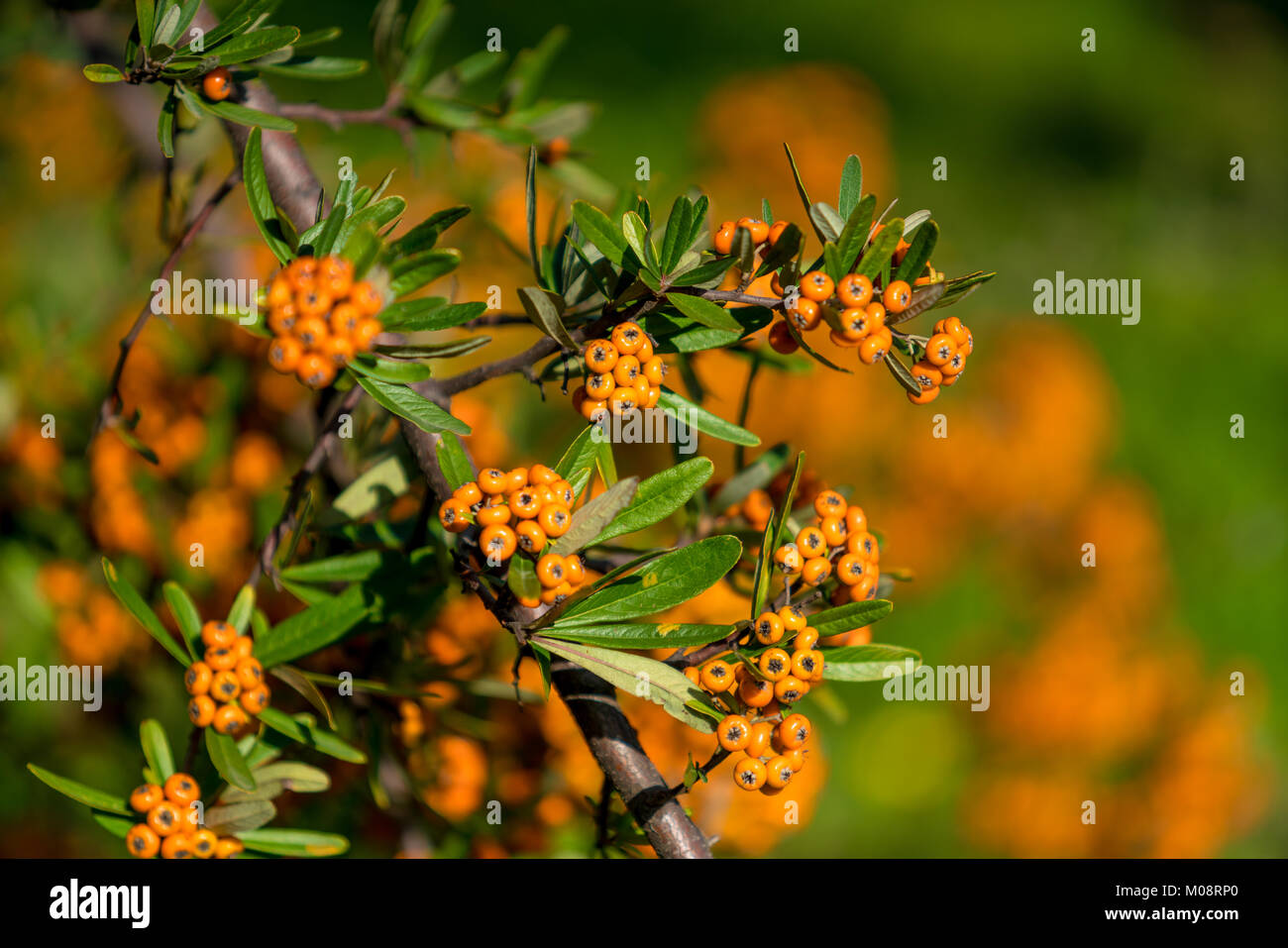 Orange Berries. Pyracantha Stock Photo - Alamy