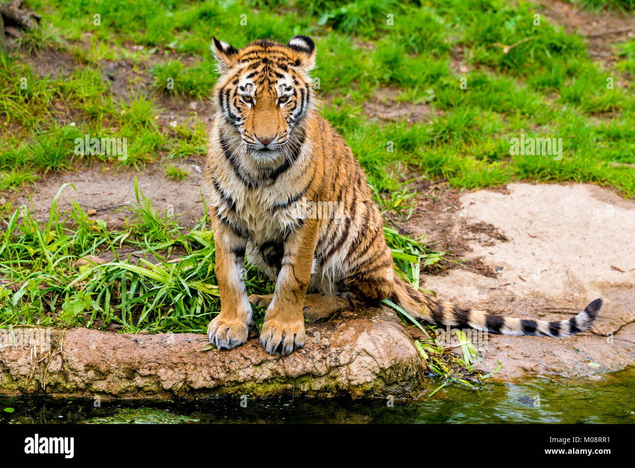 beautiful tiger. Panthera tigris Stock Photo - Alamy