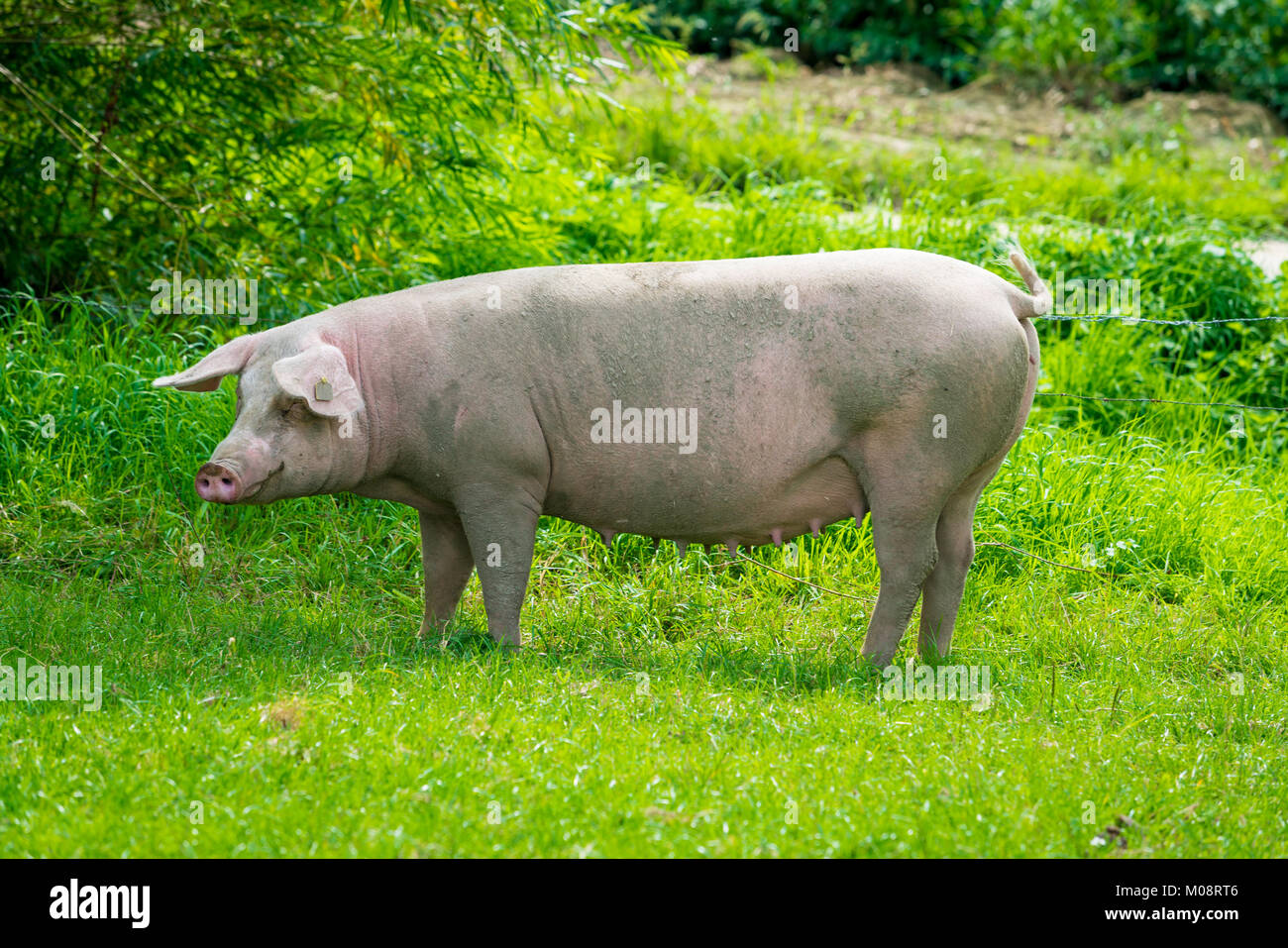 Pigs running free hi-res stock photography and images - Alamy