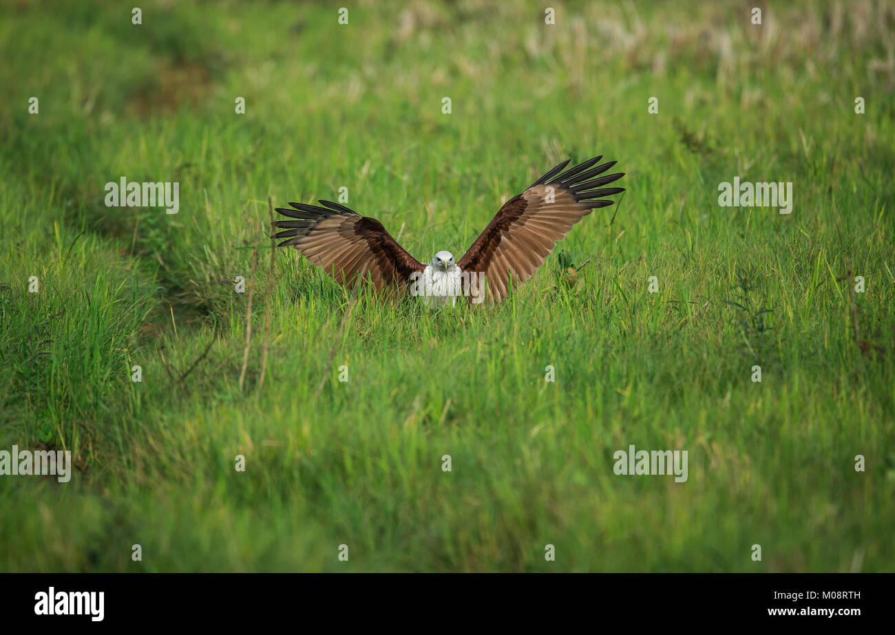 Field backed hi-res stock photography and images - Alamy