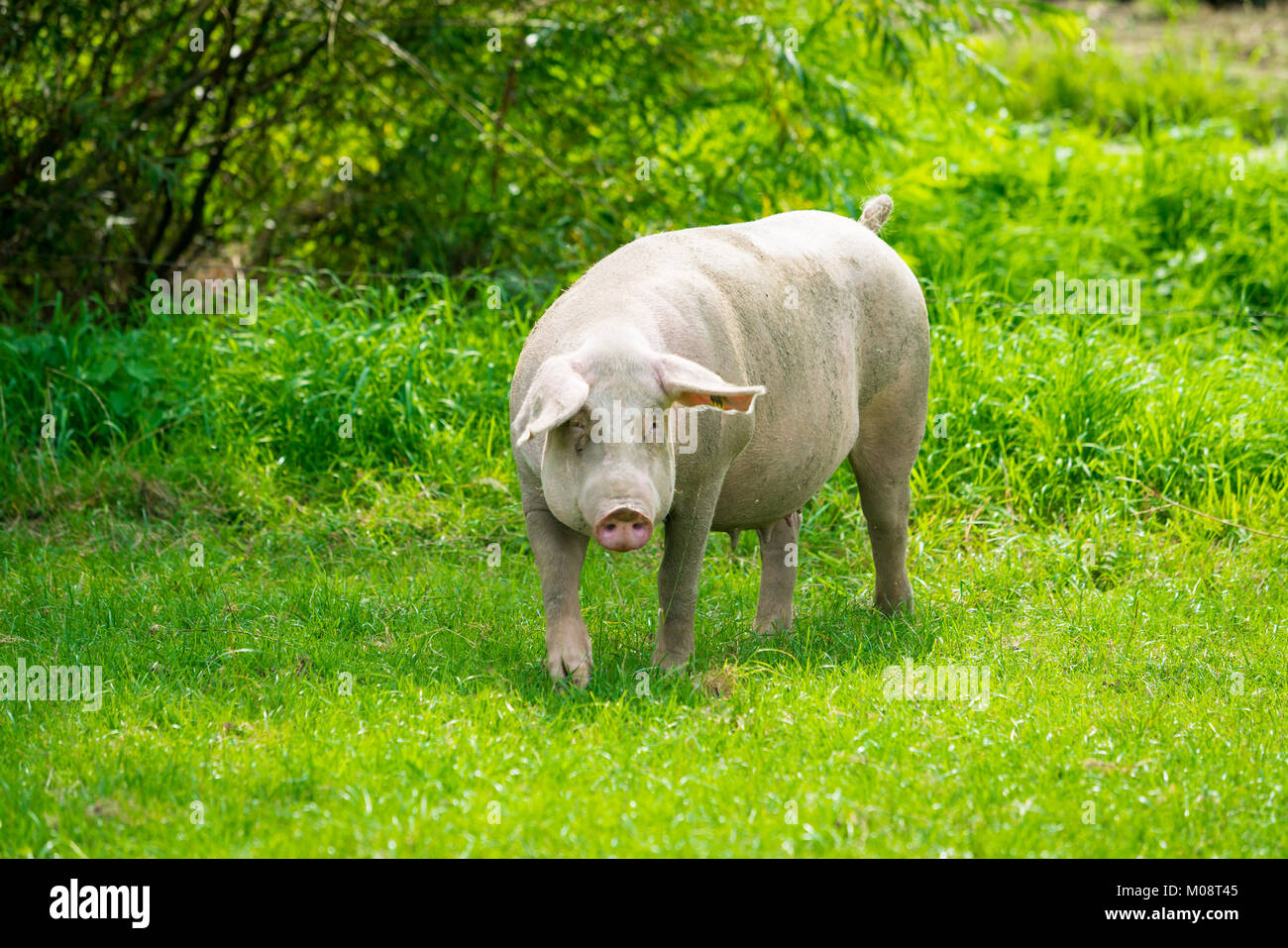 pig standing on a grass lawn. The pig on the meadow Stock Photo - Alamy