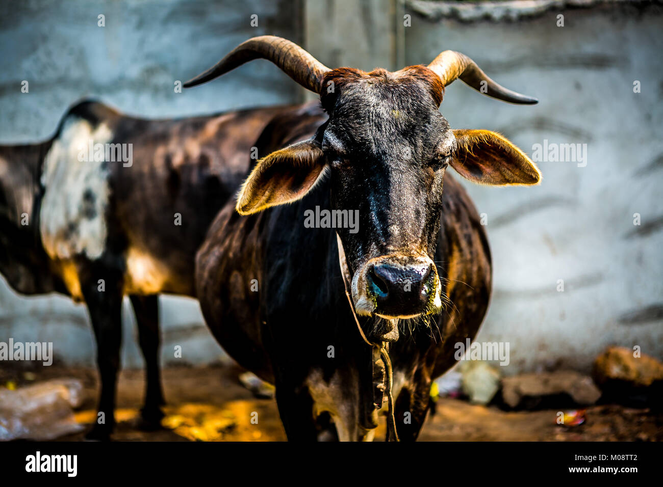 Indian Cows High Resolution Stock Photography and Images - Alamy