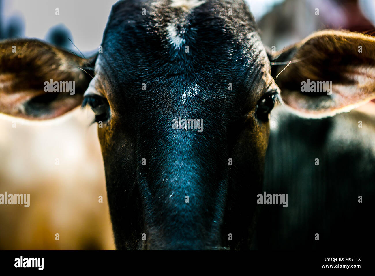 Indian Cows High Resolution Stock Photography and Images - Alamy