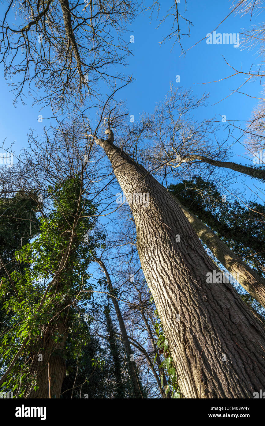 Trees in the Spinney in Abington Park, Northampton during the winter ...