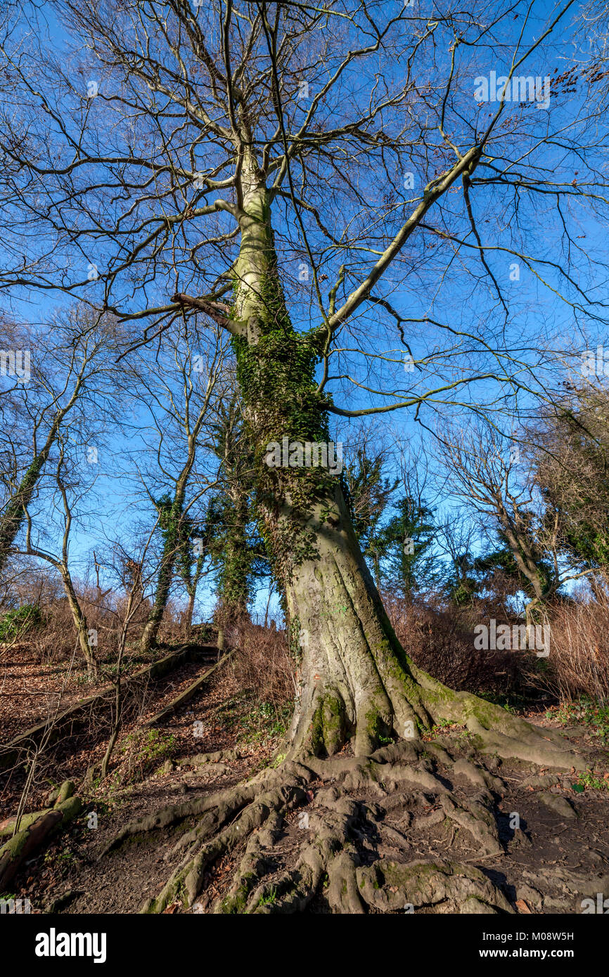 Ancient tree in Abington Park, Northampton during the winter Stock ...