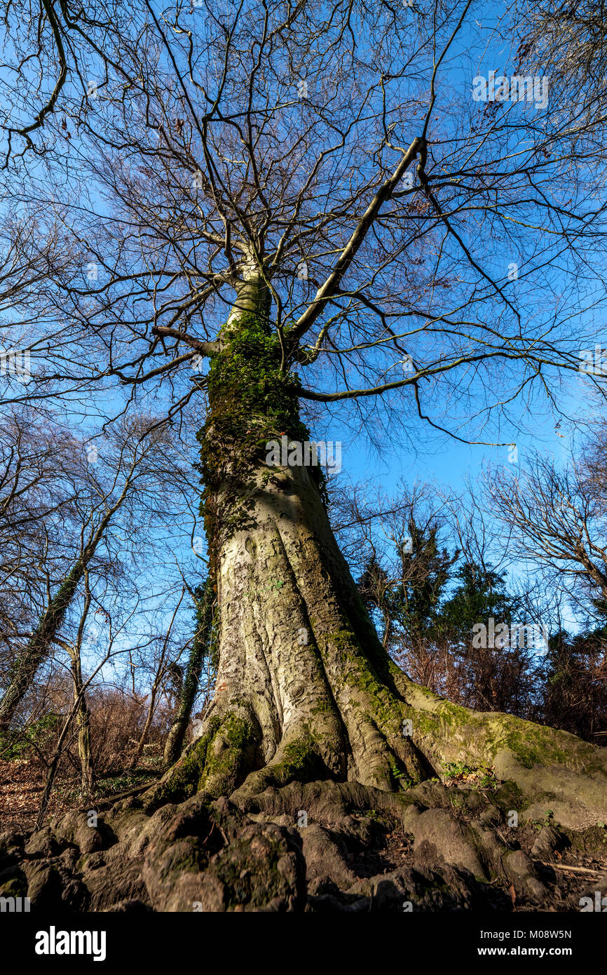 Ancient tree in Abington Park, Northampton during the winter Stock ...