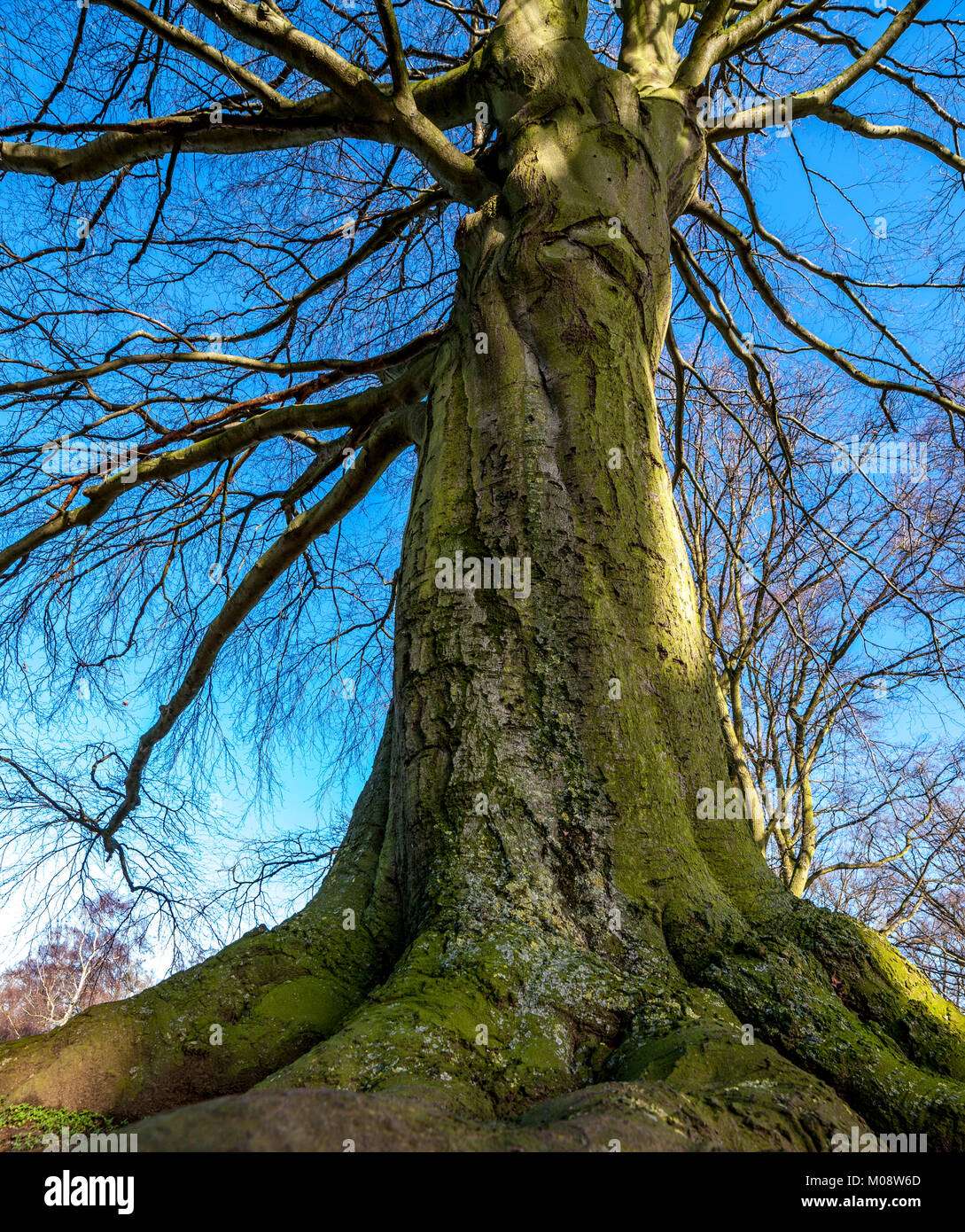 Ancient tree in Abington Park, Northampton during the winter Stock ...