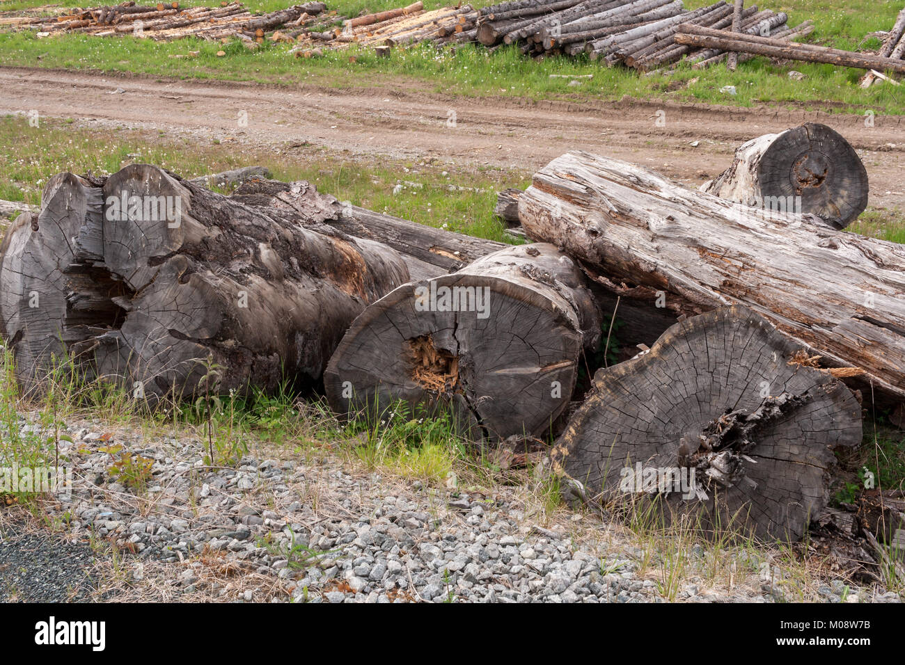 Large old weathered logs are lying on grass Stock Photo - Alamy