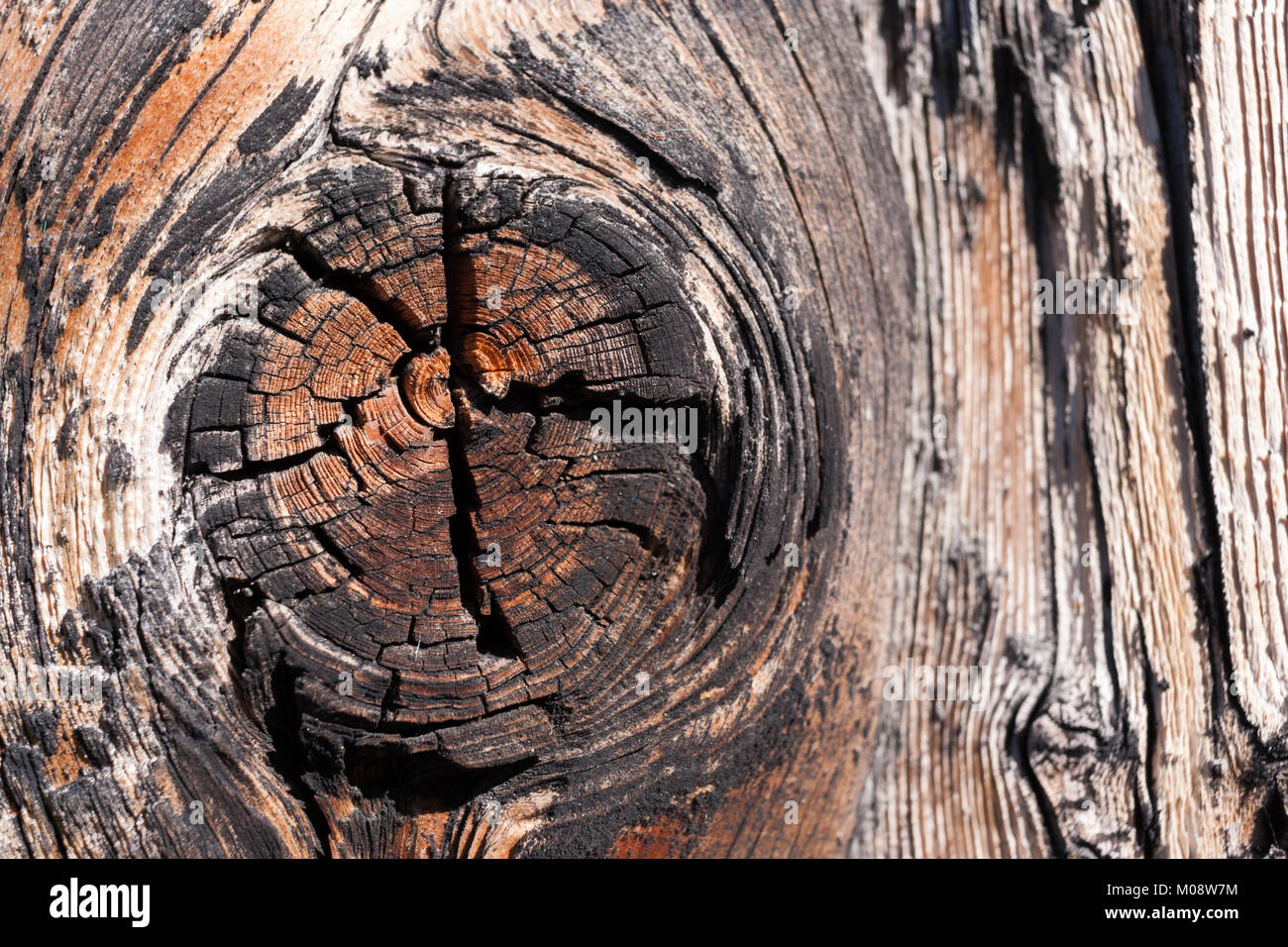 Weathered log with deep facture lines and round cracked knot in the ...