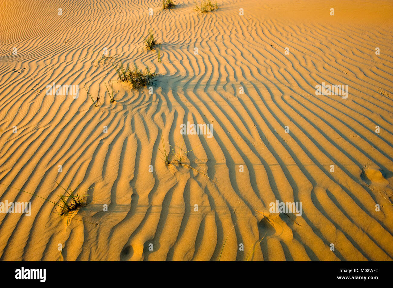 Ripples in the sand in the desert in the United Arab Emirates Stock ...