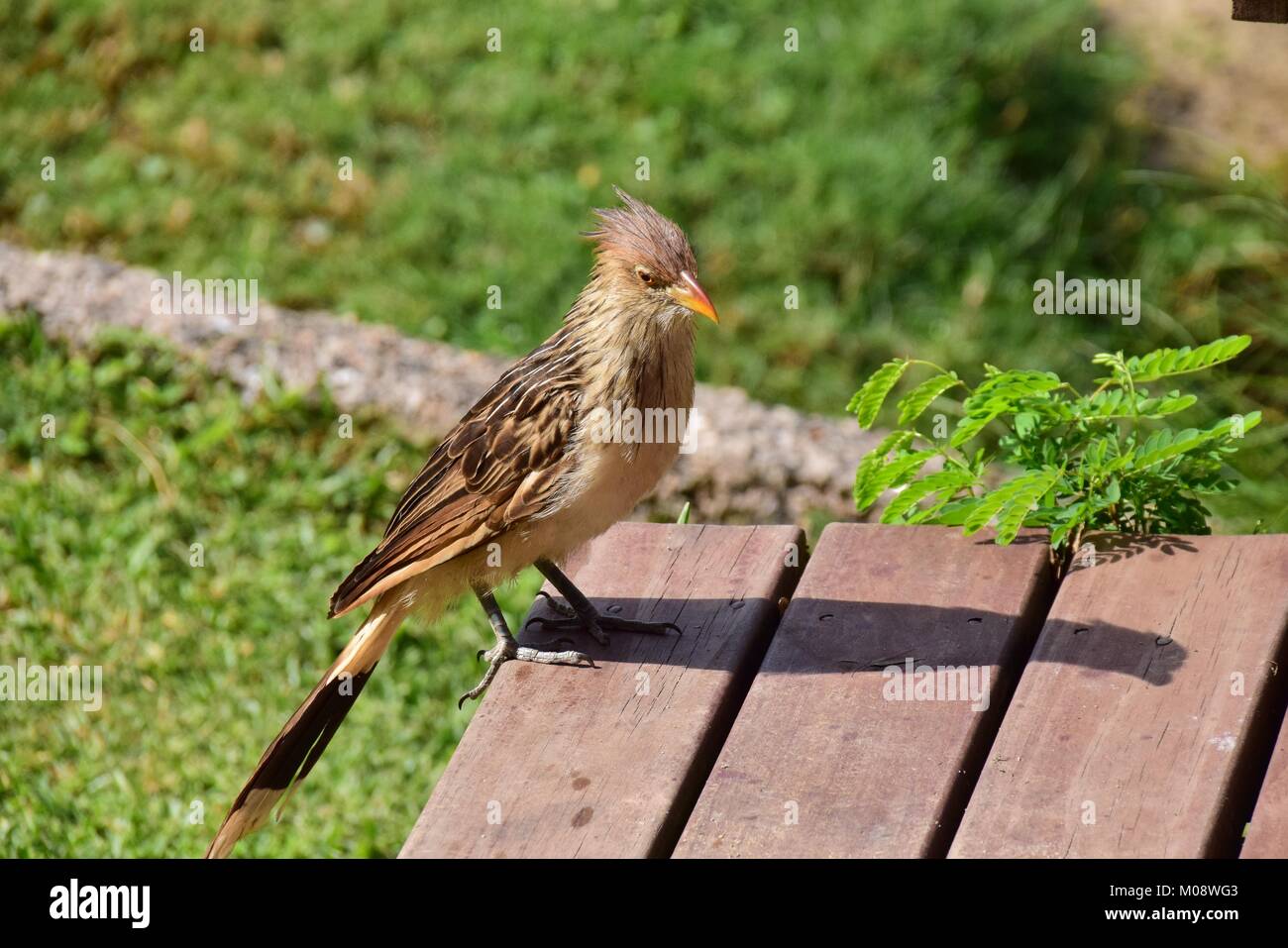 Alamy bird photo hi-res stock photography and images - Alamy
