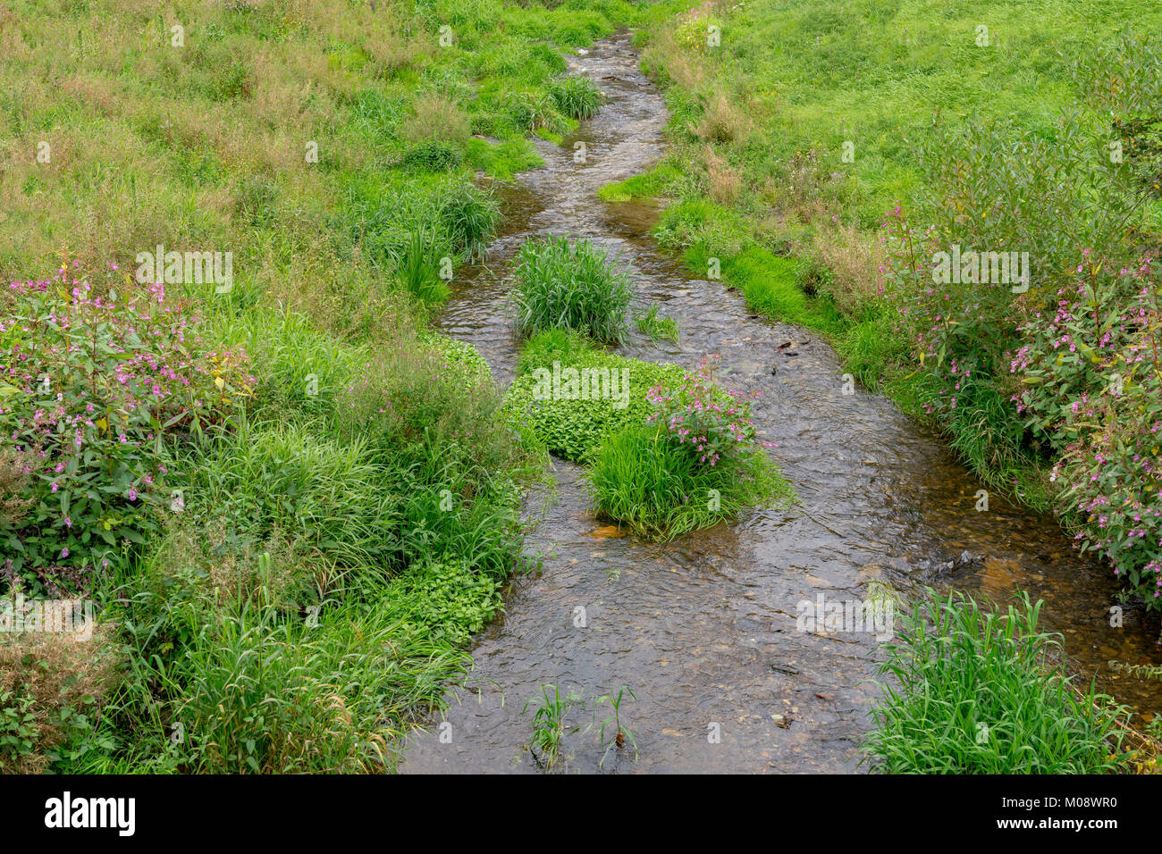 Natural brook in summer Stock Photo - Alamy