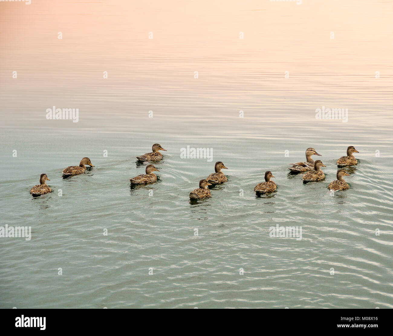 Ducks in a Row Stock Photo - Alamy