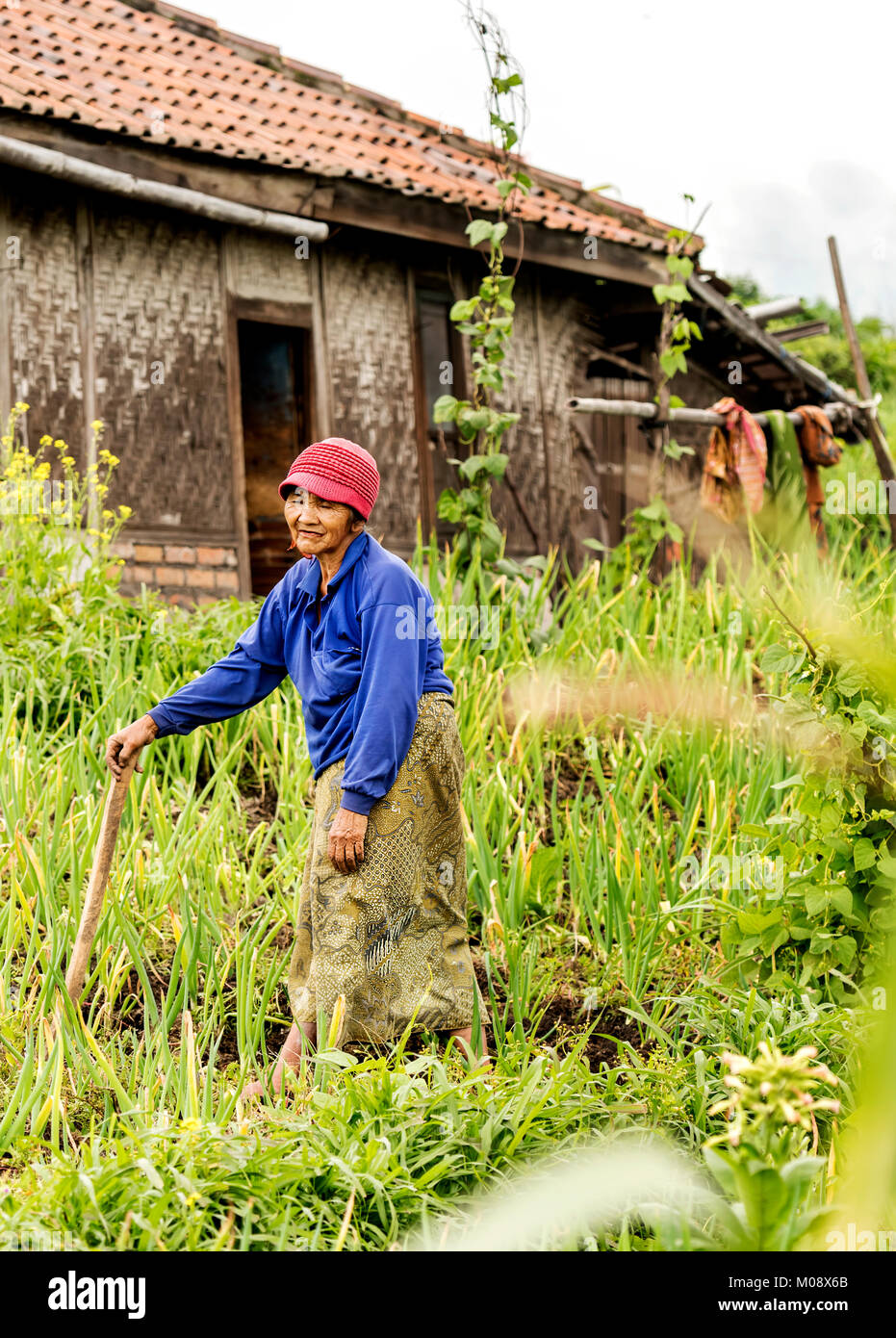 Old lady working in her field near Mount bromo, Indonesia Stock Photo ...