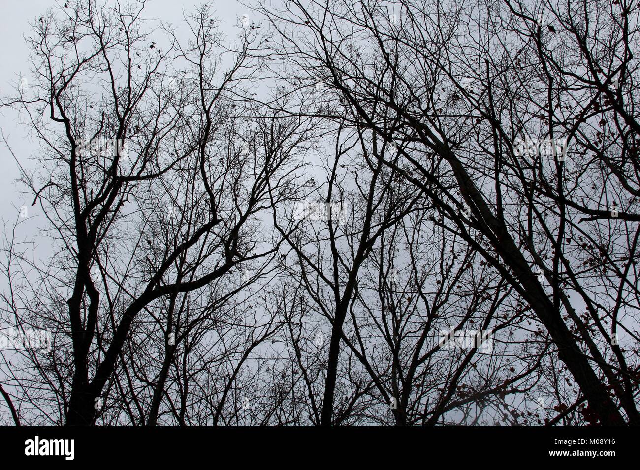 A cold cloudy day at the park on a gloomy January winter day Stock ...