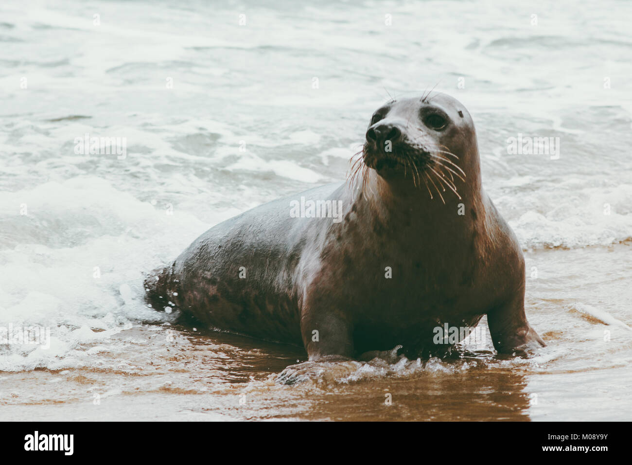 Skagen denmark zoo hi-res stock photography and images - Alamy