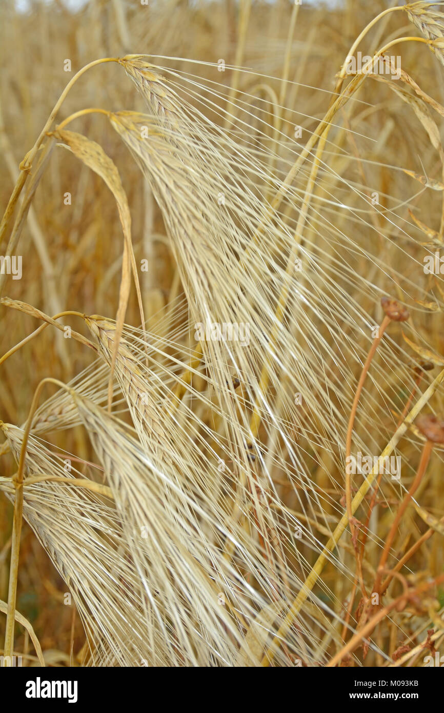 Neolithic wheat hi-res stock photography and images - Alamy