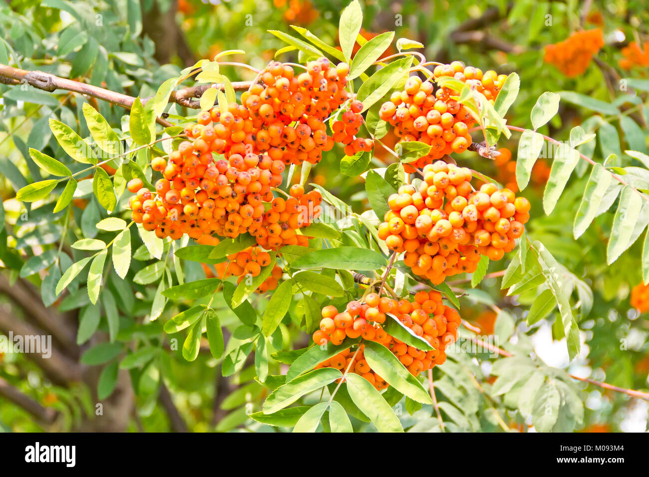 Yellow ripe rowanberry branch in summer day Stock Photo - Alamy