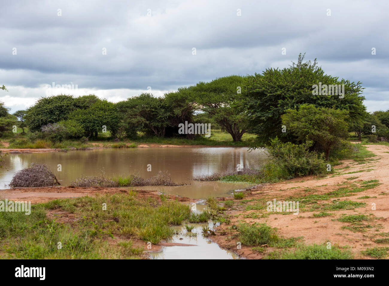 pond and green forest in tropical south africa Stock Photo - Alamy