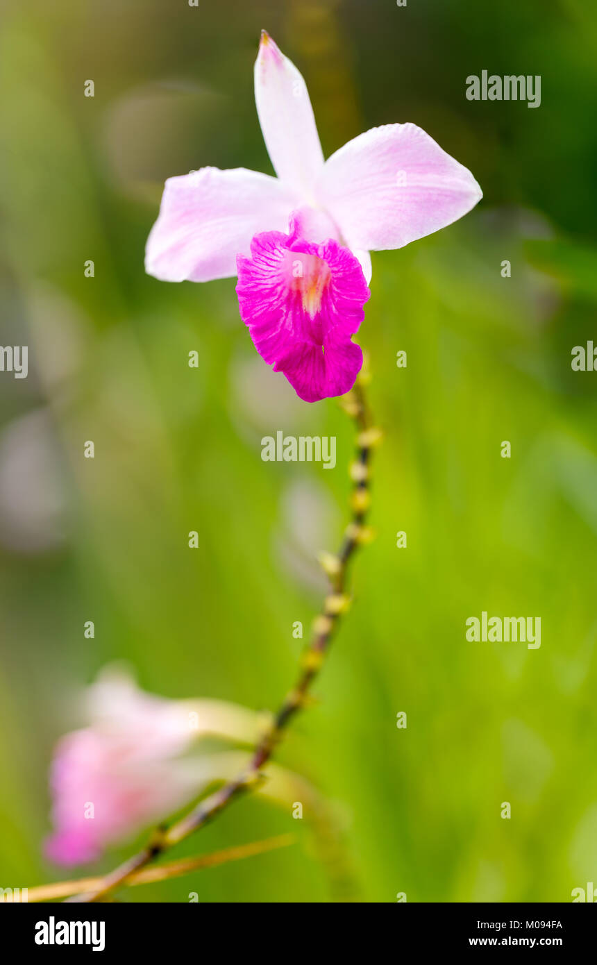 Orchid Blooming at at Botanical Garden in Western Cuba Stock Photo - Alamy