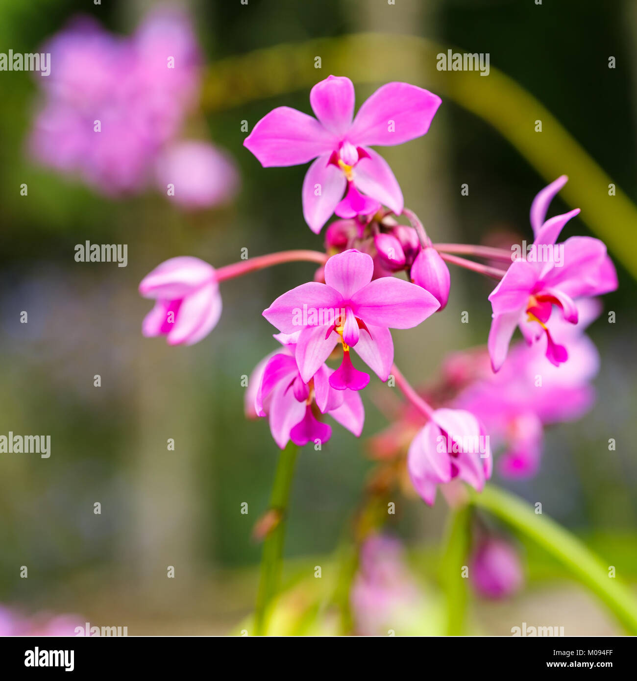 Soroa orchid botanical gardens hi-res stock photography and images - Alamy