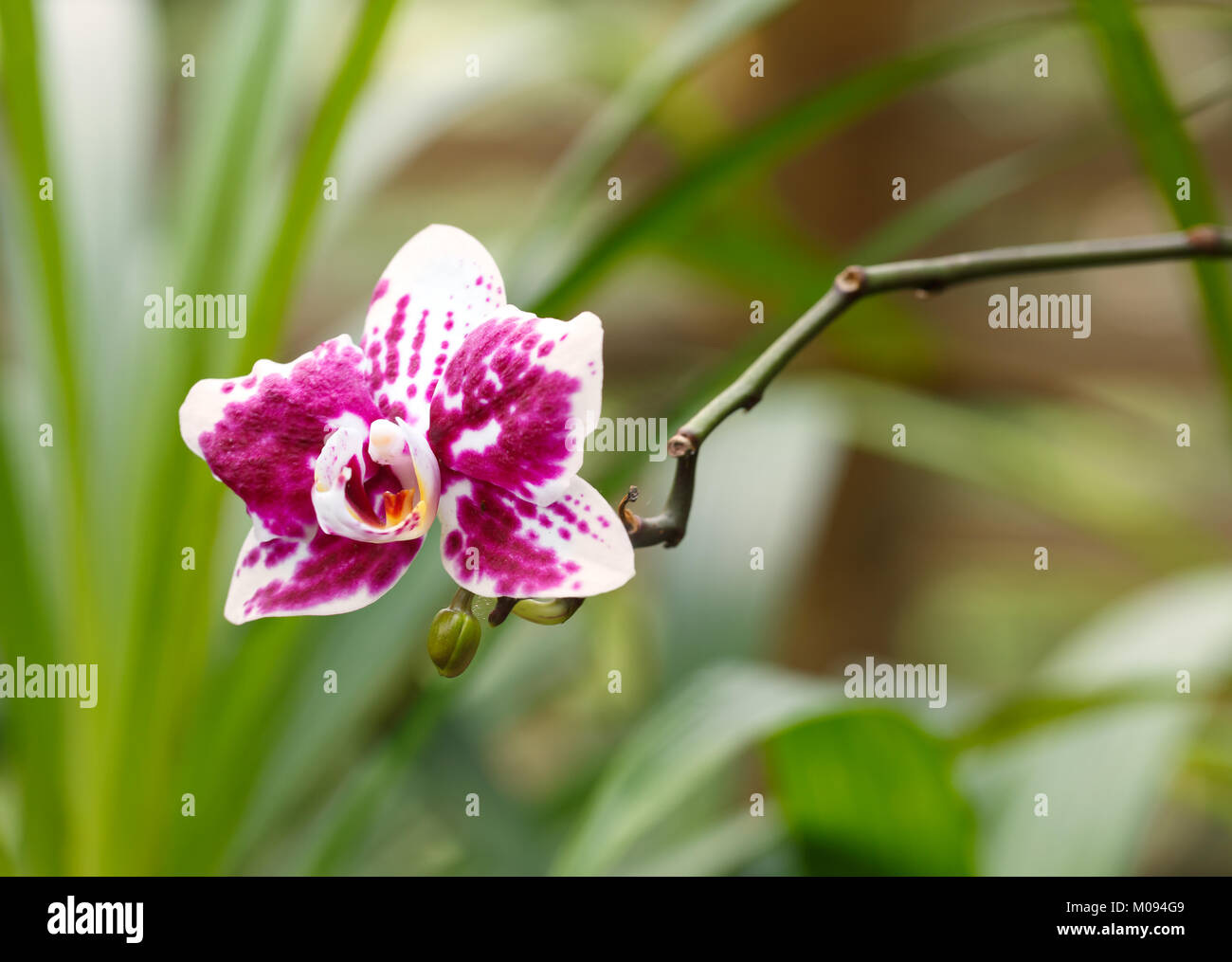 Beautiful Orchid at a Botanical Garden in Western Cuba Stock Photo - Alamy