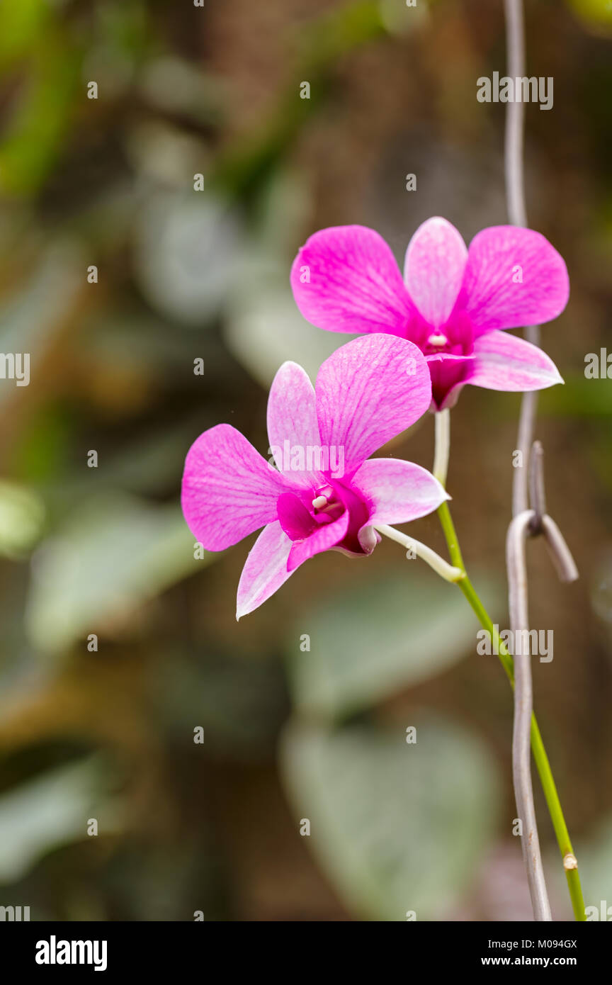 Soroa orchid botanical garden hi-res stock photography and images - Alamy