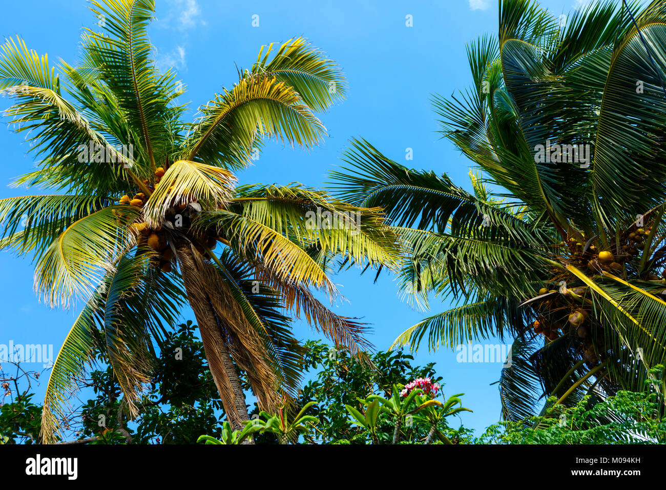 Coconut Trees in Cuba Stock Photo - Alamy
