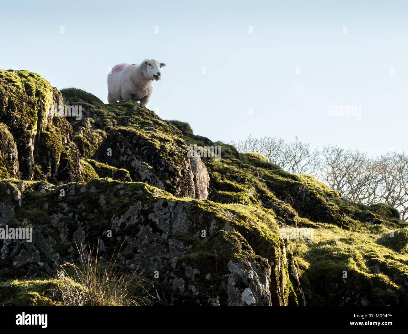 Stood on rock hi-res stock photography and images - Alamy