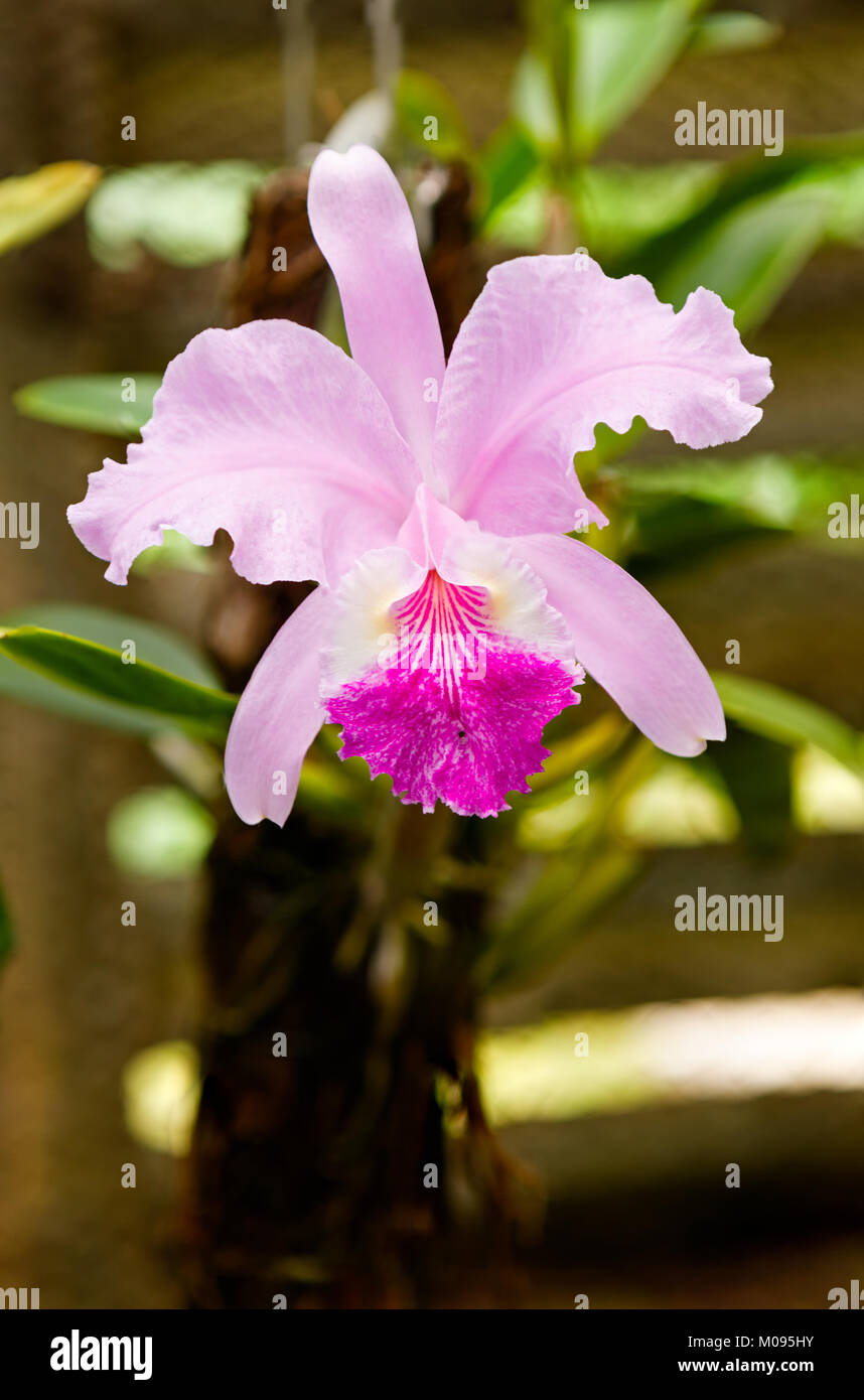 Soroa orchid botanical garden hi-res stock photography and images - Alamy