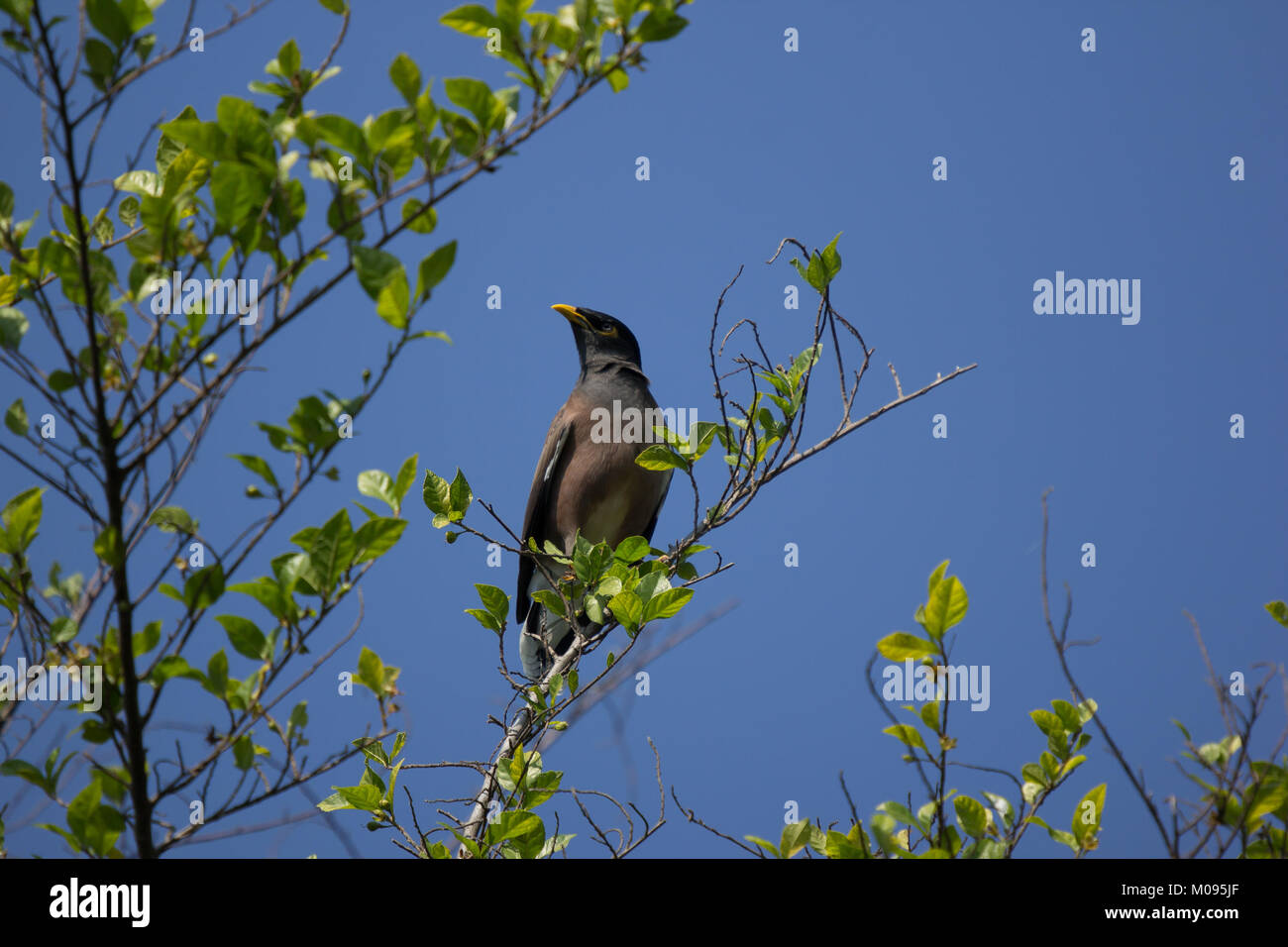 Two Common Myna bird on big tree Stock Photo - Alamy