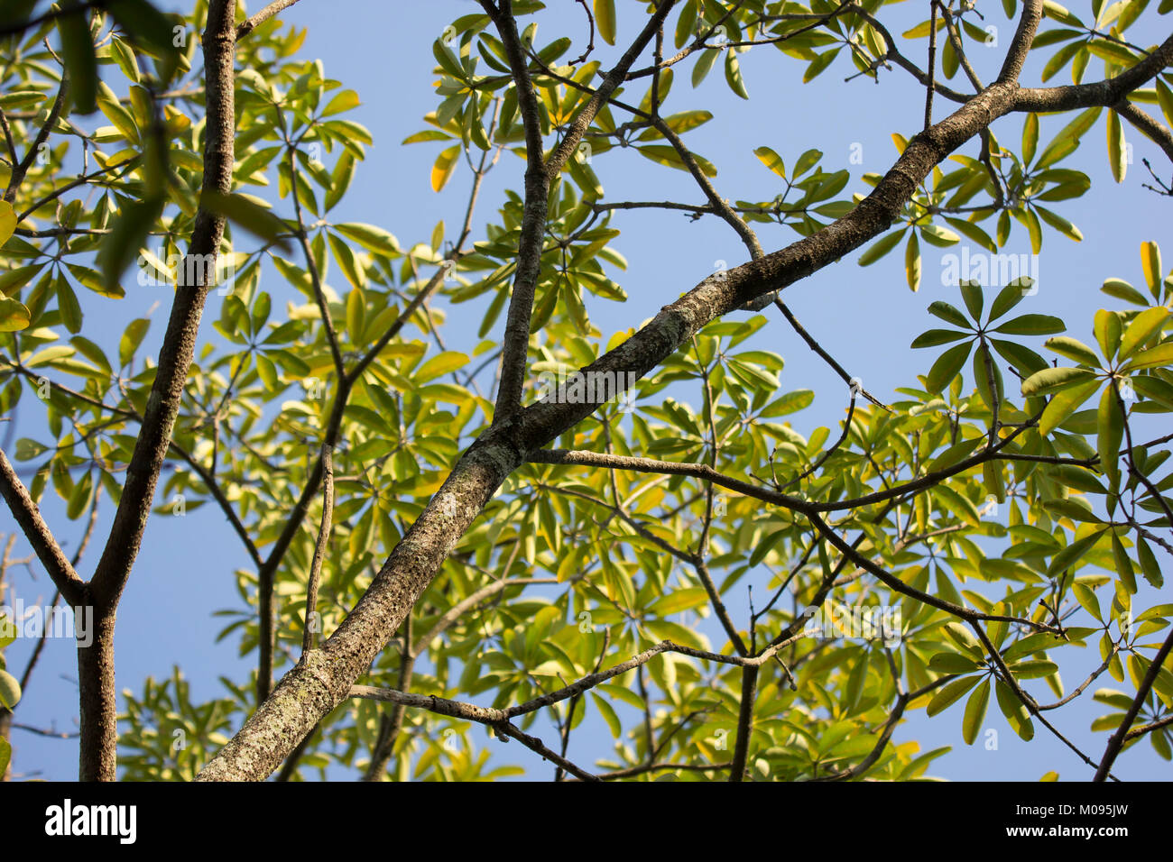 Close up Branch and leaf of Blackboard Tree or Devil Tree Stock Photo ...