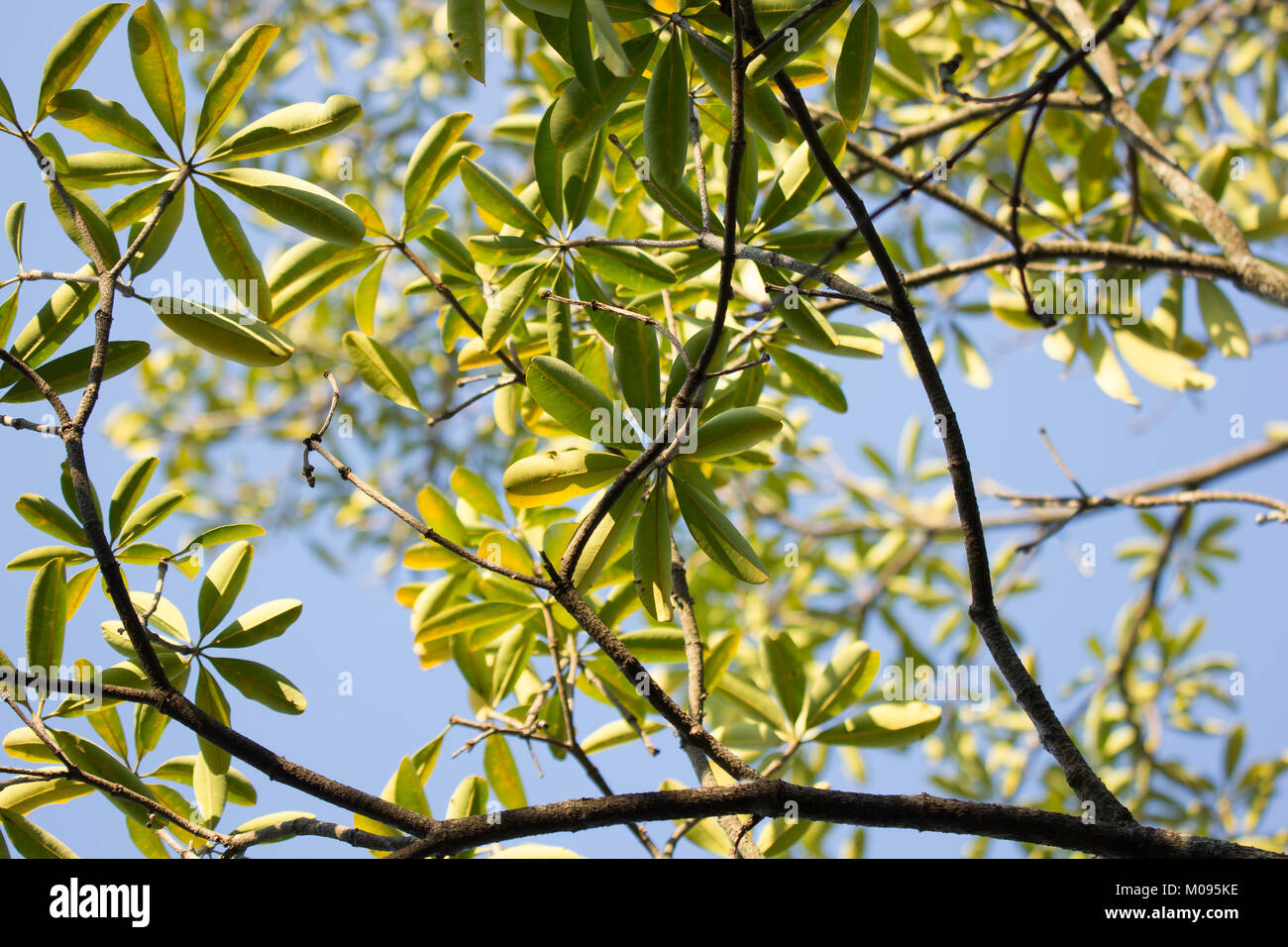 Close up Branch and leaf of Blackboard Tree or Devil Tree Stock Photo ...