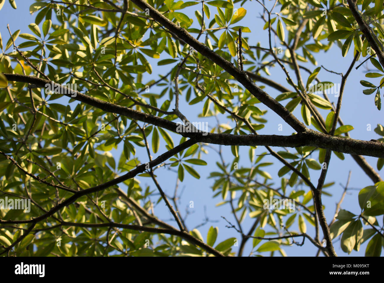 Close up Branch and leaf of Blackboard Tree or Devil Tree Stock Photo ...
