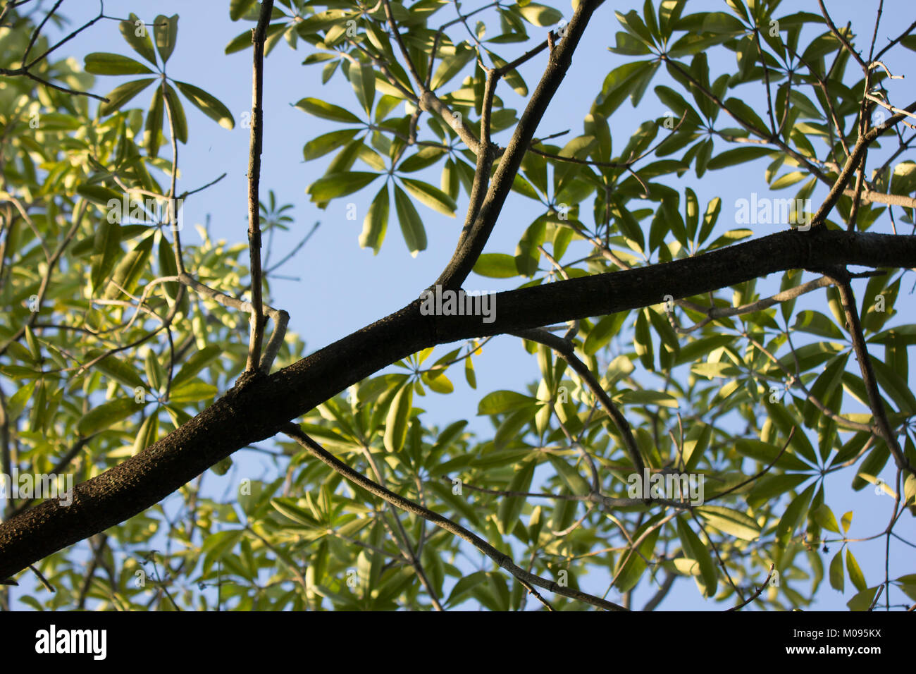 Close up Branch and leaf of Blackboard Tree or Devil Tree Stock Photo ...