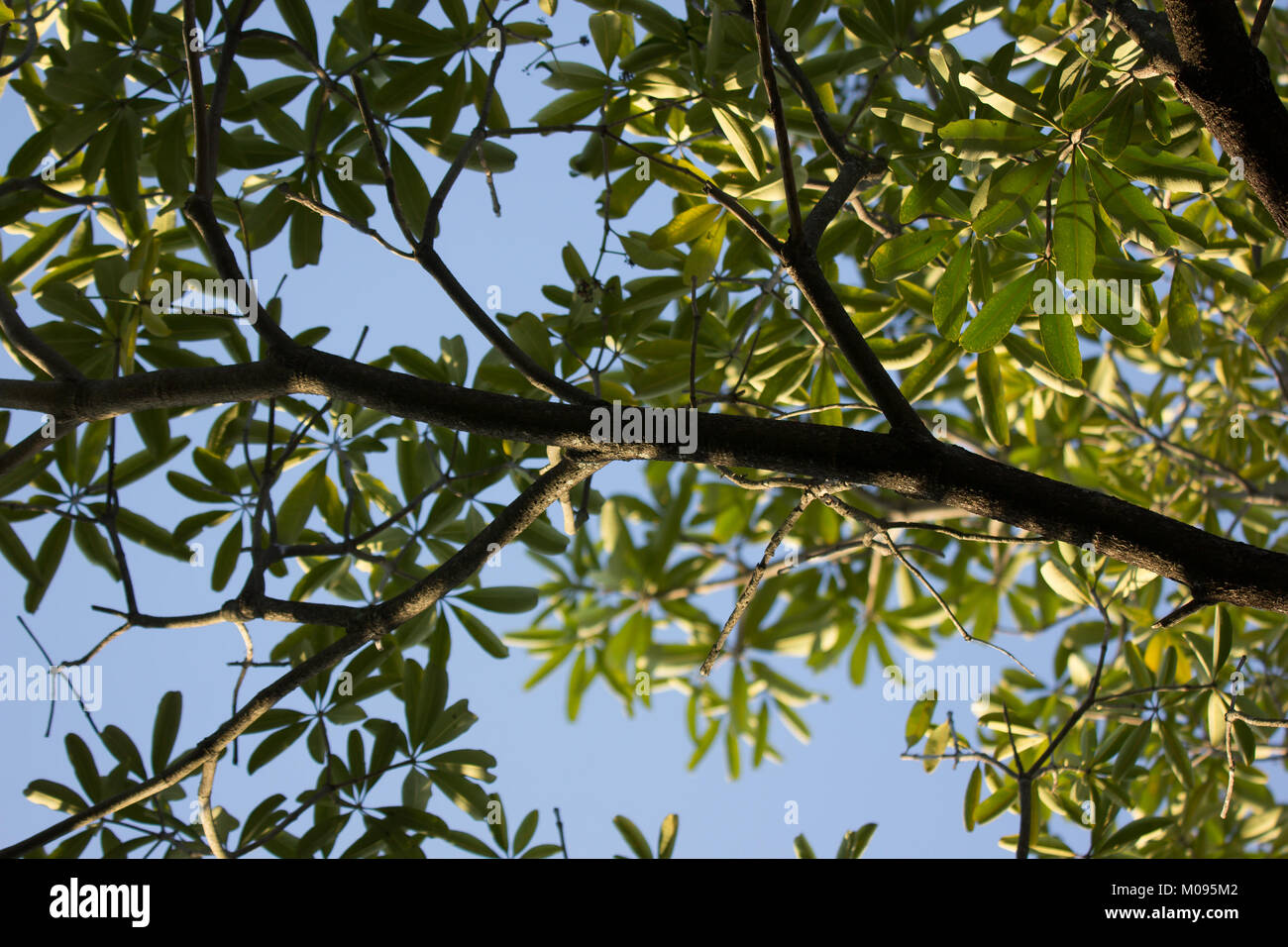 Close up Branch and leaf of Blackboard Tree or Devil Tree Stock Photo ...