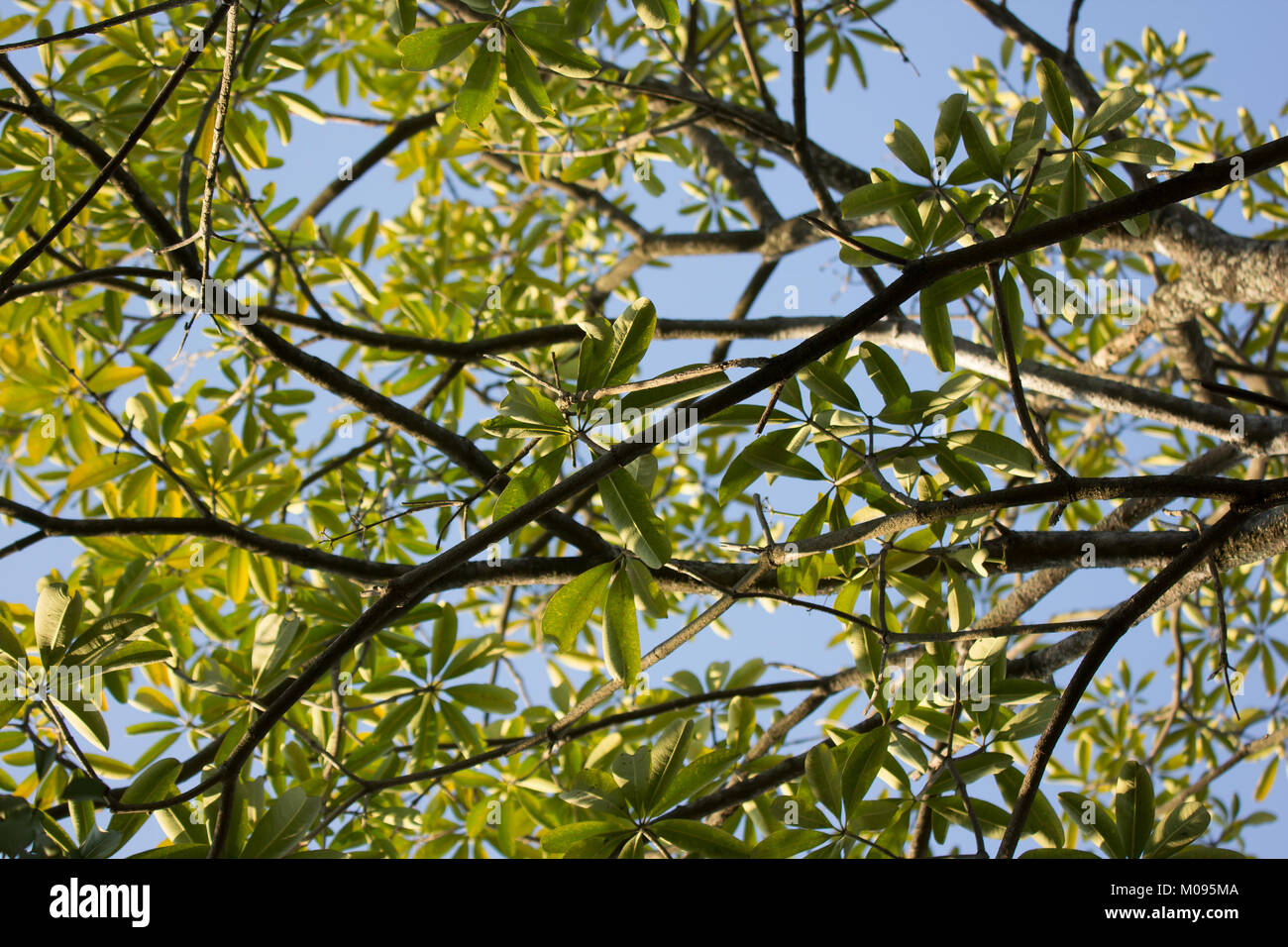 Close up Branch and leaf of Blackboard Tree or Devil Tree Stock Photo ...