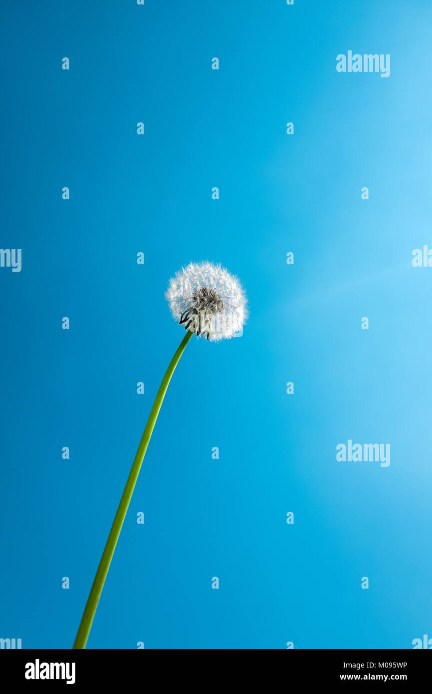Closeup of a dandelion seed head or blowball from below against the ...