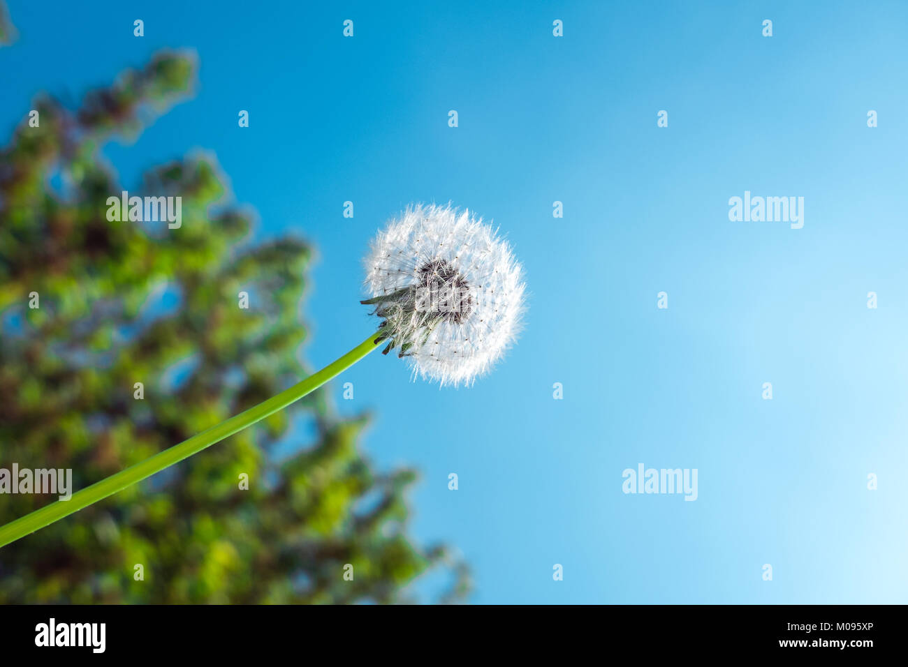 Closeup of a dandelion seed head or blowball in front of green tree and ...