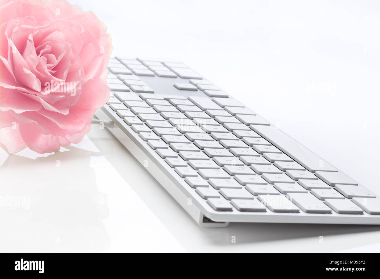Pink rose and slim keyboard computer against white background. Soft ...