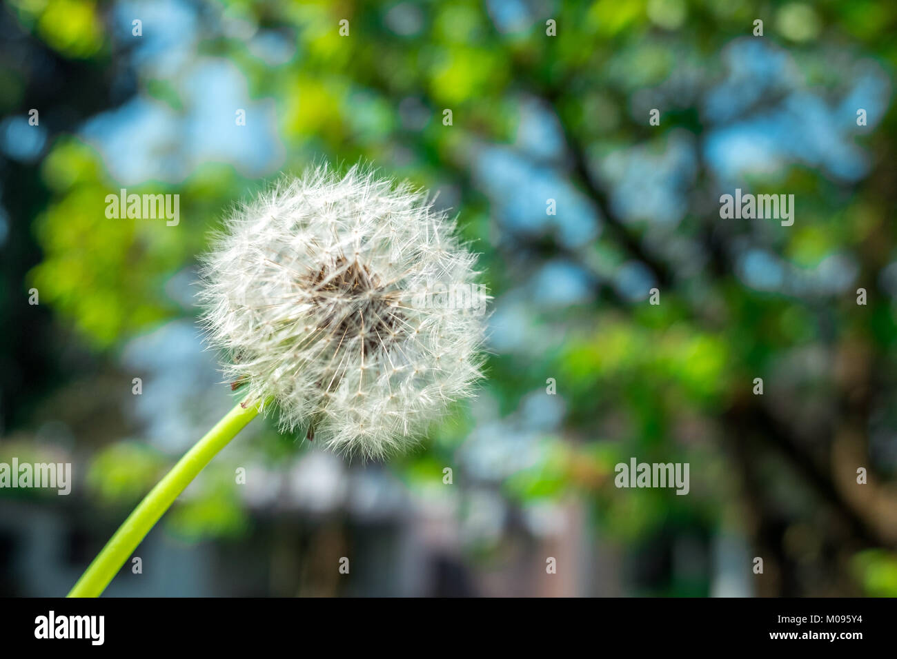 Closeup of a dandelion seed head or blowball in front of green tree and ...