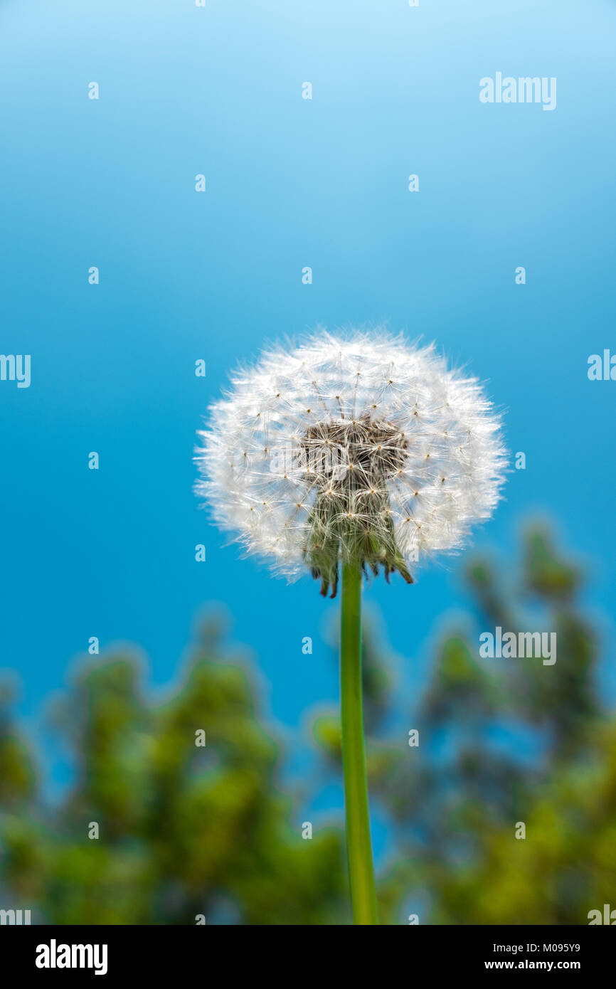 Closeup of a dandelion seed head or blowball in front of green tree and ...