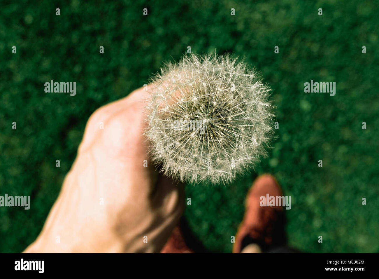Hand holding a dandelion seed head or blowball with view from above and ...