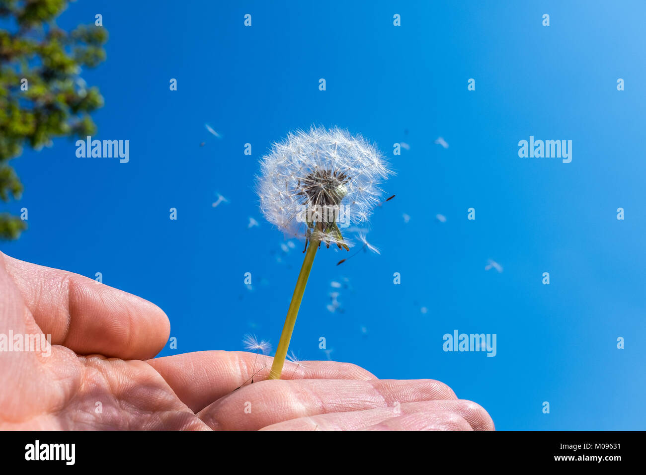Hand holding partly blown dandelion seed head or blowball with single ...