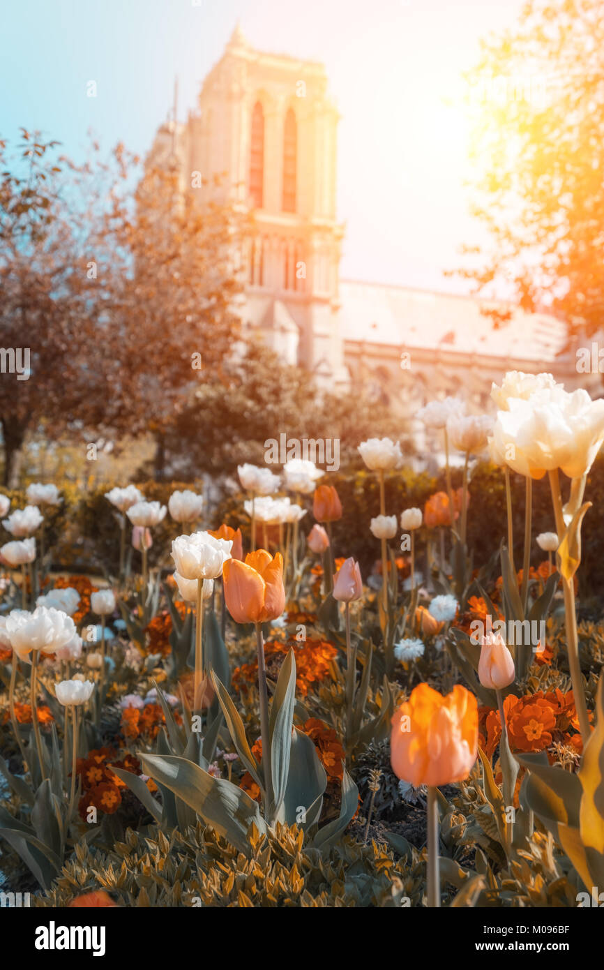 Spring Paris background. Beautiful flowers in front of Notre-Dame ...