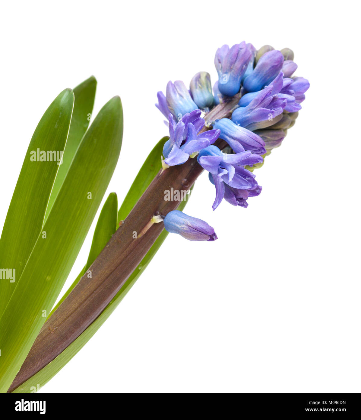 blue hyacinth flowering spike isolated on white, forced winter bulb ...