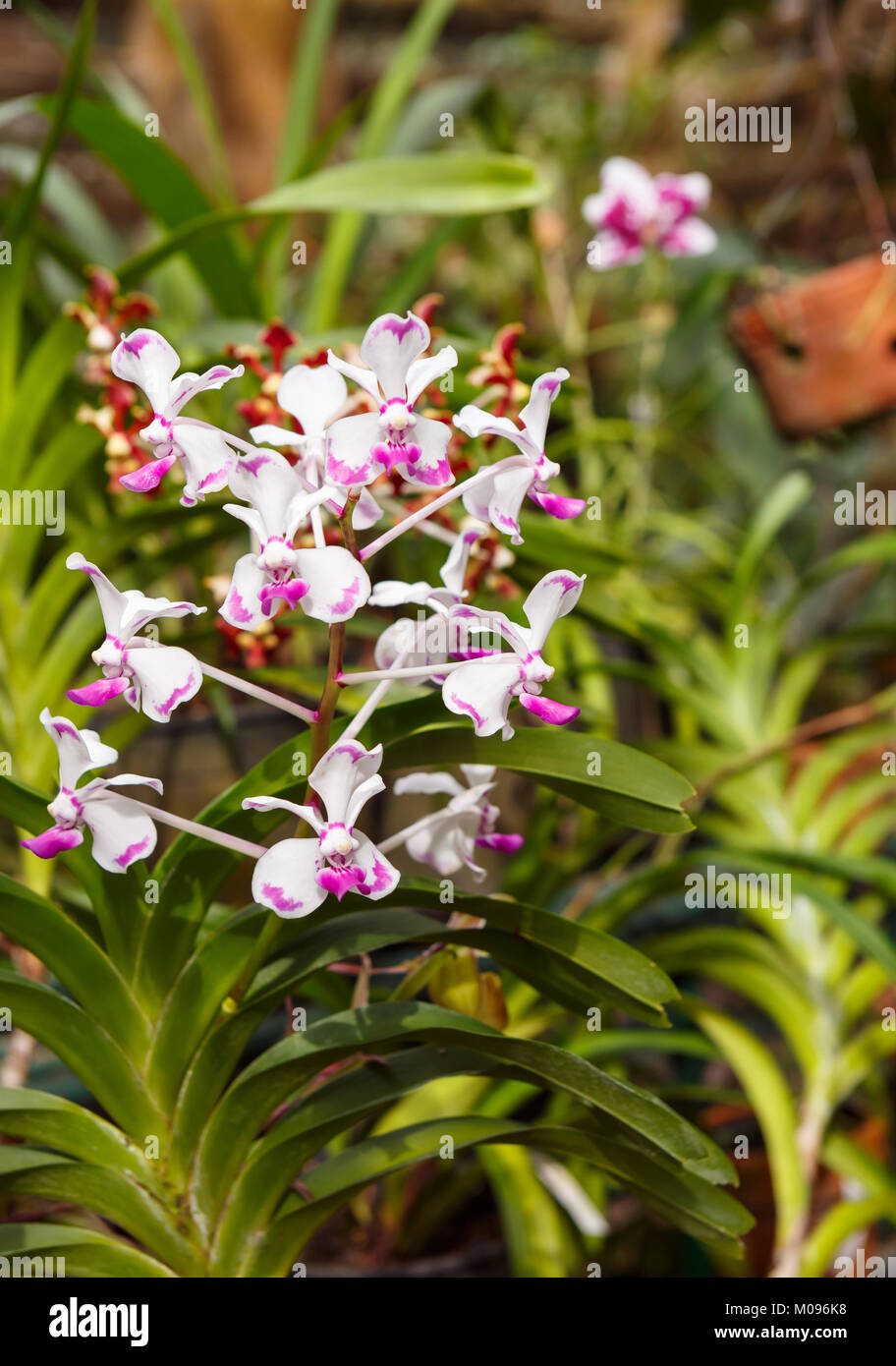 Lovely Tropical Orchids at a Botanical Garden in Western Cuba Stock ...