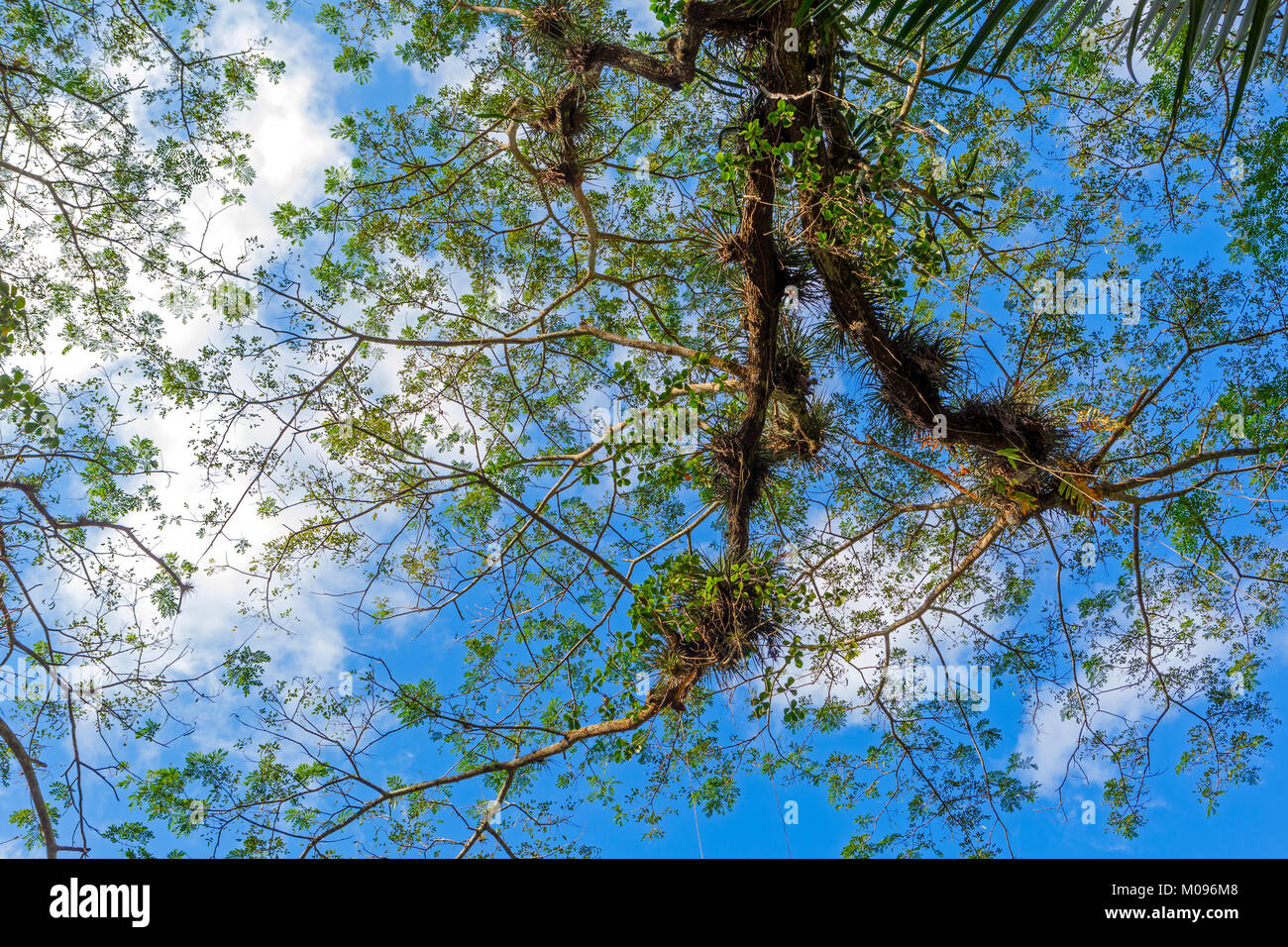Tropical Tree in Western Cuba Stock Photo - Alamy