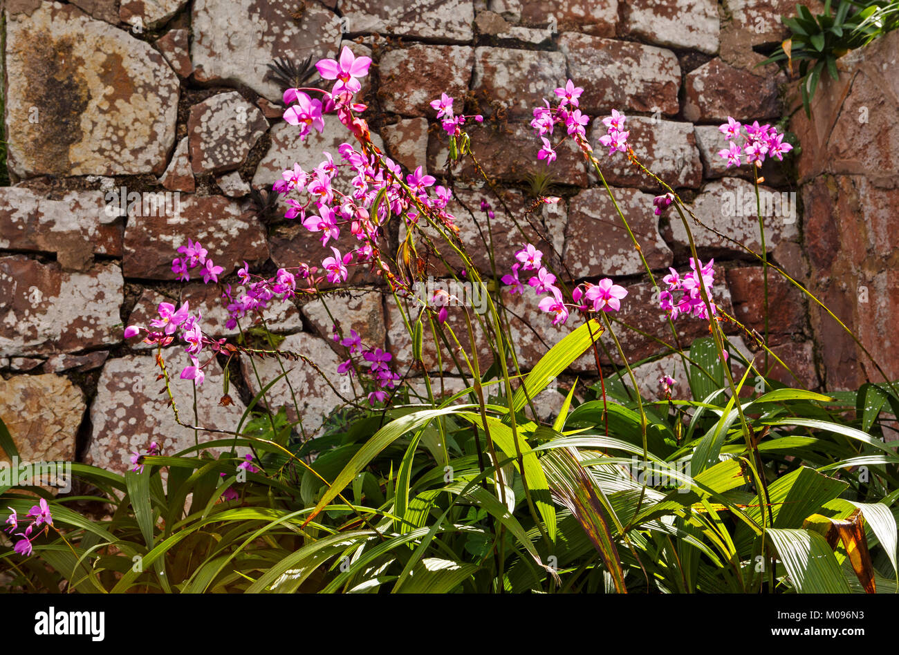 Soroa orchid botanical garden hi-res stock photography and images - Alamy